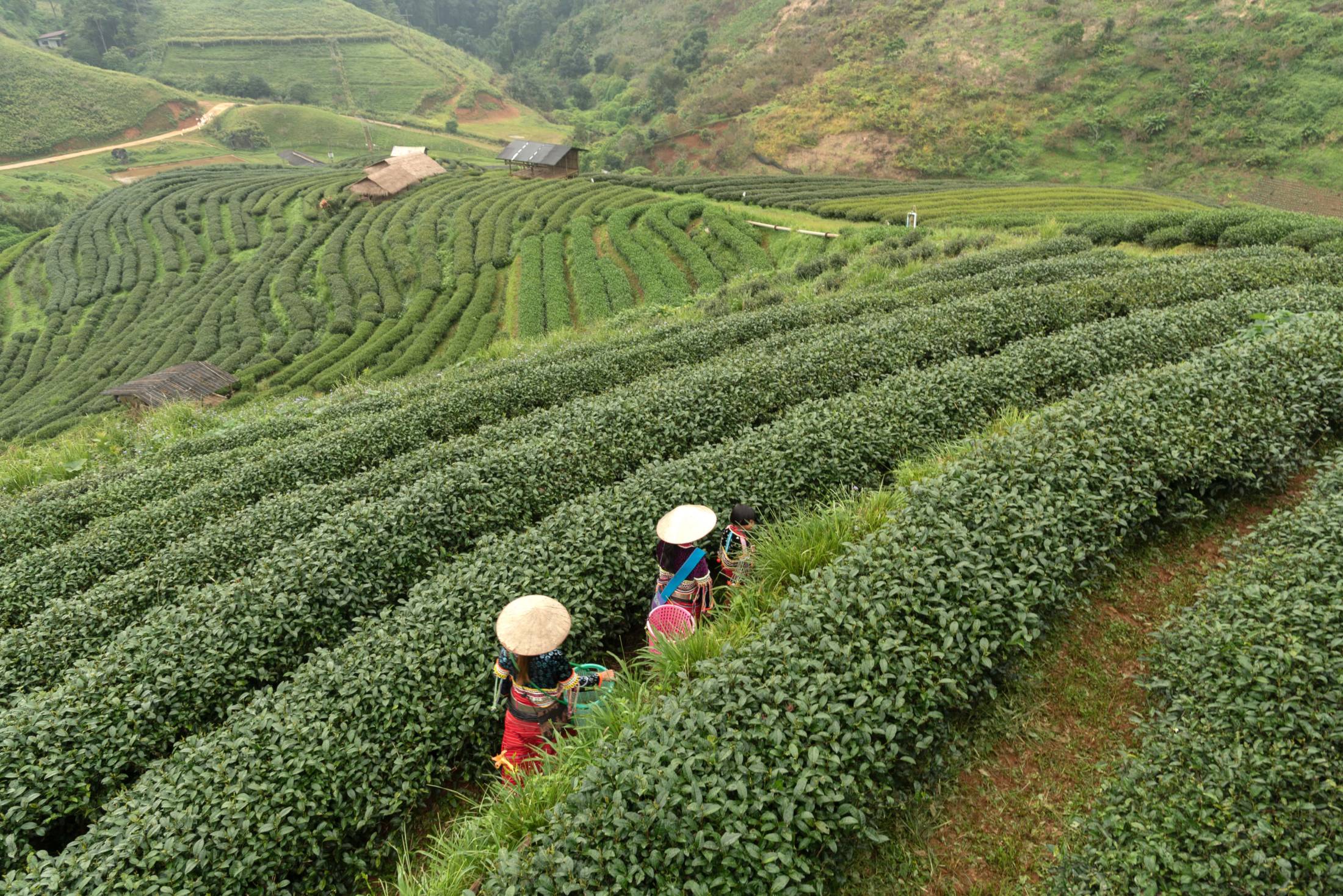 Dalat Discovery Tour - Discover The Wonders Of Dalat